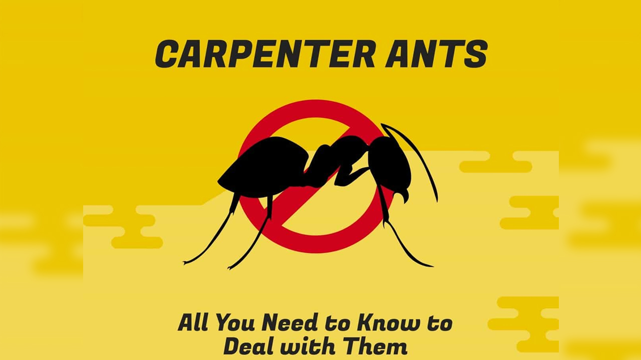 The Blight of Carpenter Ants and How to Get Rid of Them - Infographic