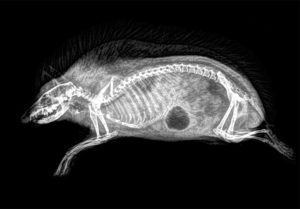 This Is What Animal X-Rays Look Like