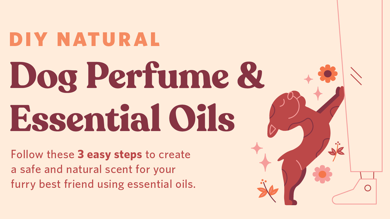 DIY Natural: Dog Perfume & Essential Oils - Infographic
